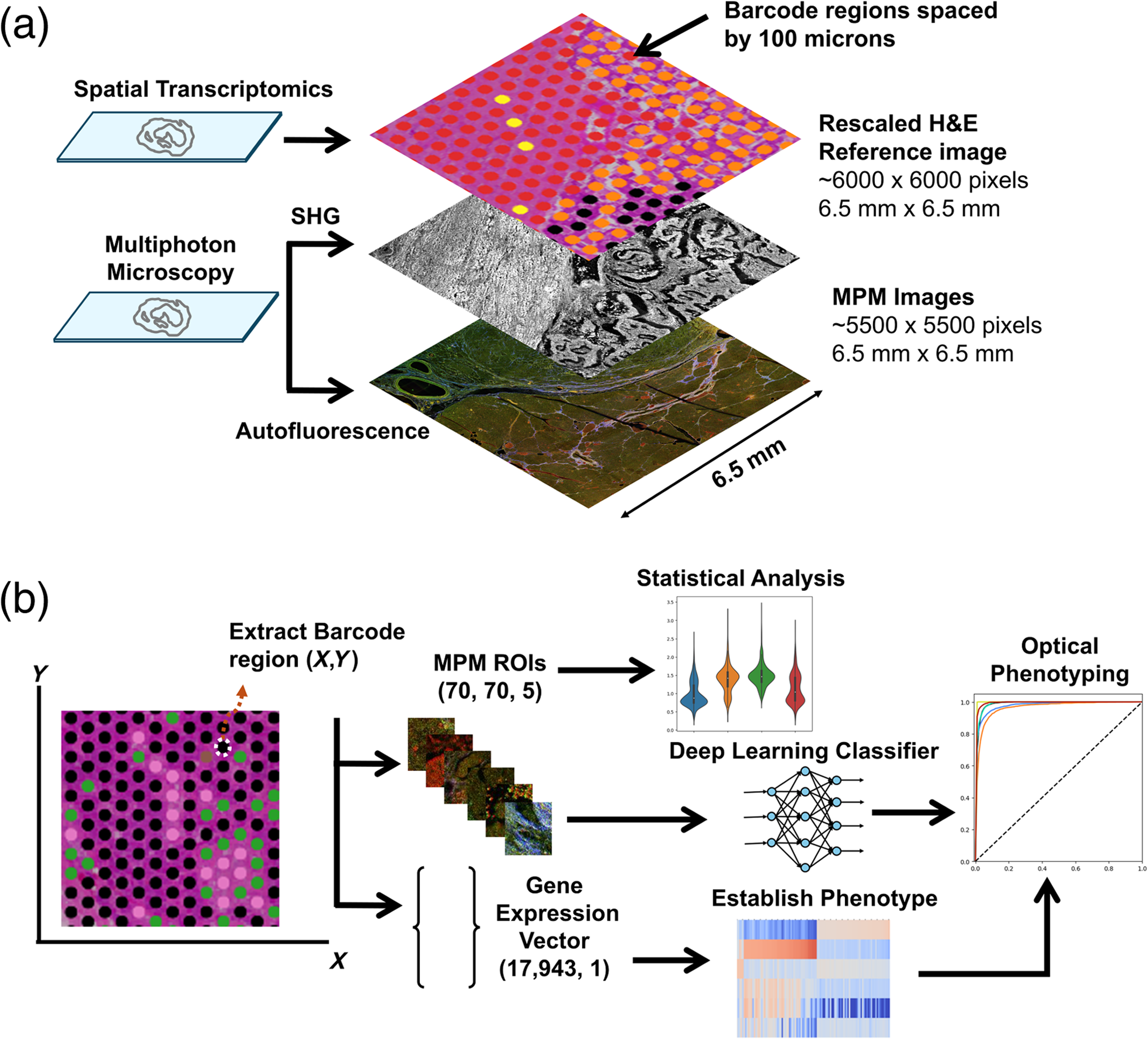 Optical phenotyping using label-free microscopy and deep learning
