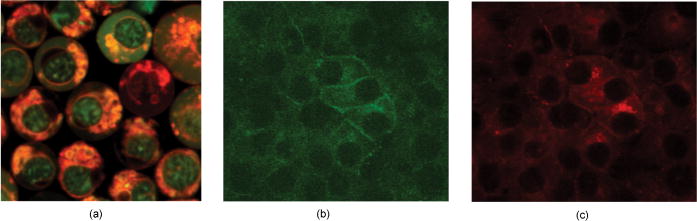 Quantitative two-photon flow cytometry—in vitro and in vivo