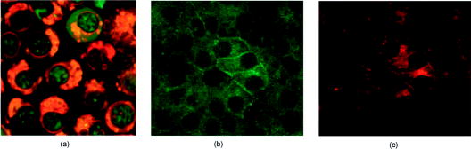 Errata: Quantitative two-photon flow cytometry—in