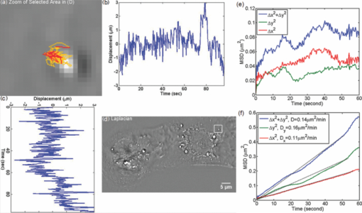 Label-free intracellular transport measured by spatial light ...