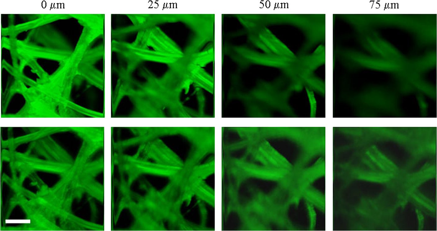 Multiphoton imaging microscopy at deeper layers with adaptive optics ...
