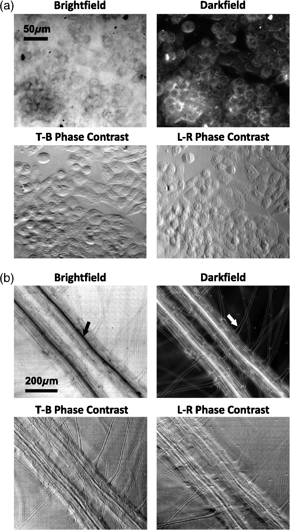 Real-time brightfield, darkfield, and phase contrast imaging in a light ... Real-time brightfield, darkfield, and phase contrast imaging in a light ...