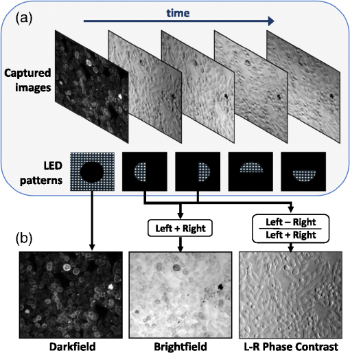 Real-time brightfield, darkfield, and phase contrast imaging in a light ... Real-time brightfield, darkfield, and phase contrast imaging in a light ...