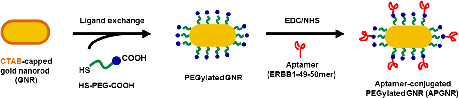 Aptamer-conjugated gold nanorod for photothermal ablation of epidermal ...