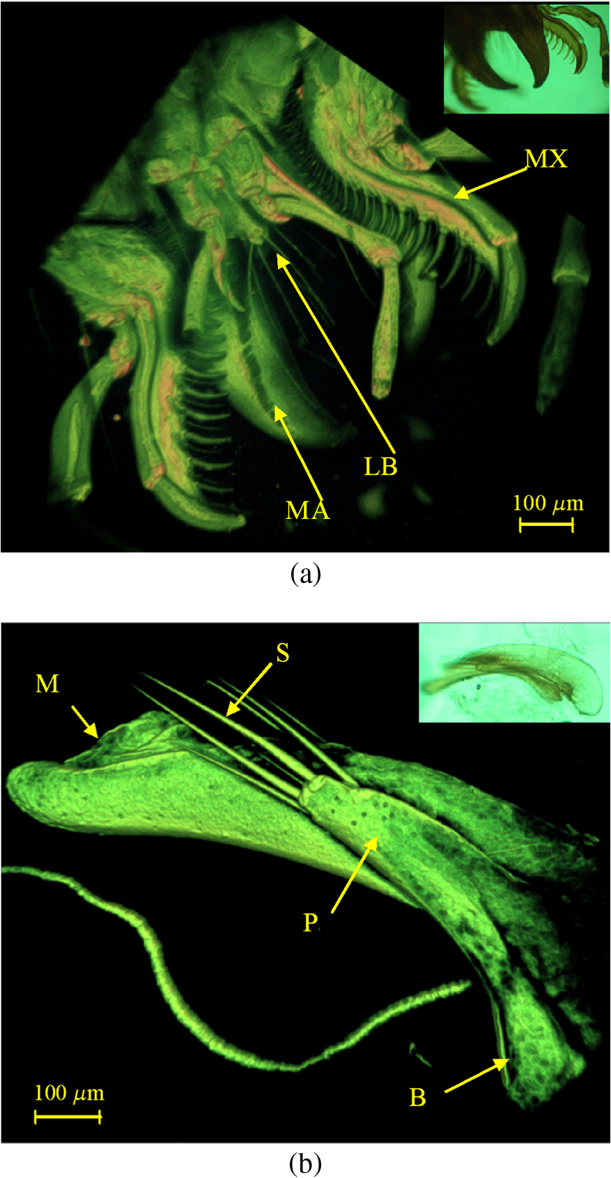 Nonlinear microscopy of chitin and chitinous structures: a case study ...