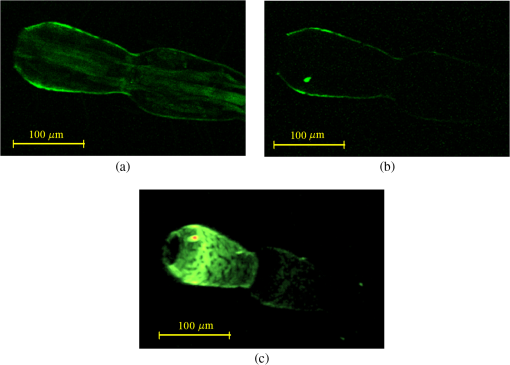 Nonlinear microscopy of chitin and chitinous structures: a case study ...