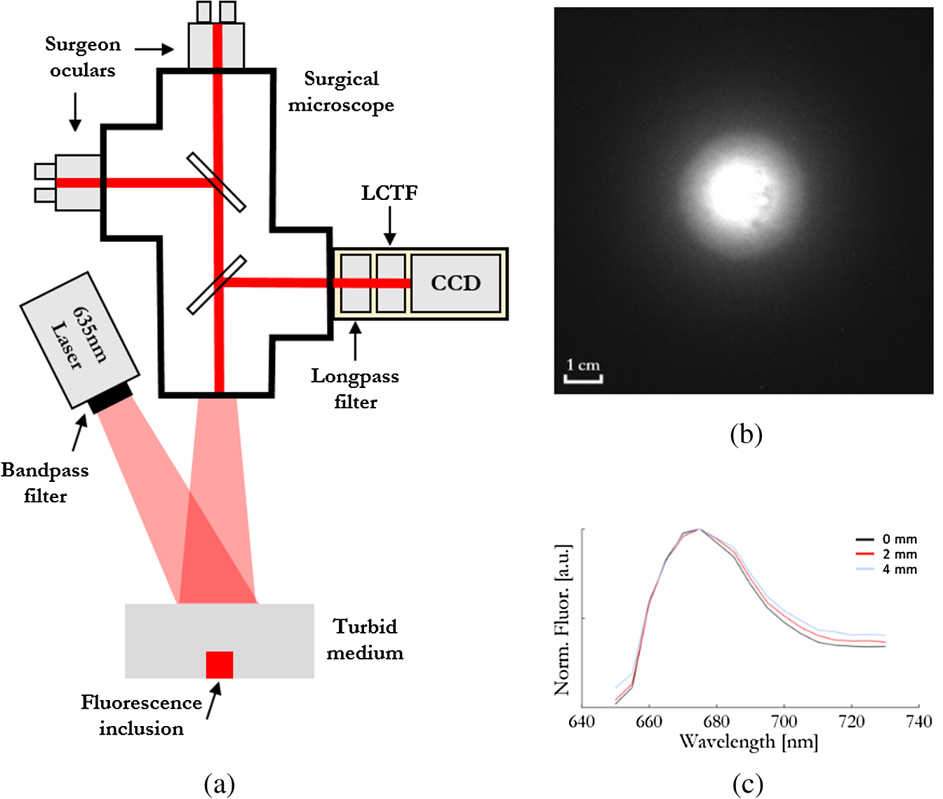 Macroscopic-imaging technique for subsurface quantification of near ...