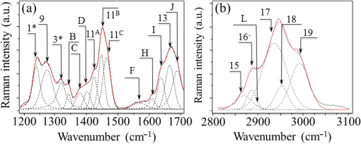 Raman spectroscopy of human skin: looking for a quantitative algorithm ...