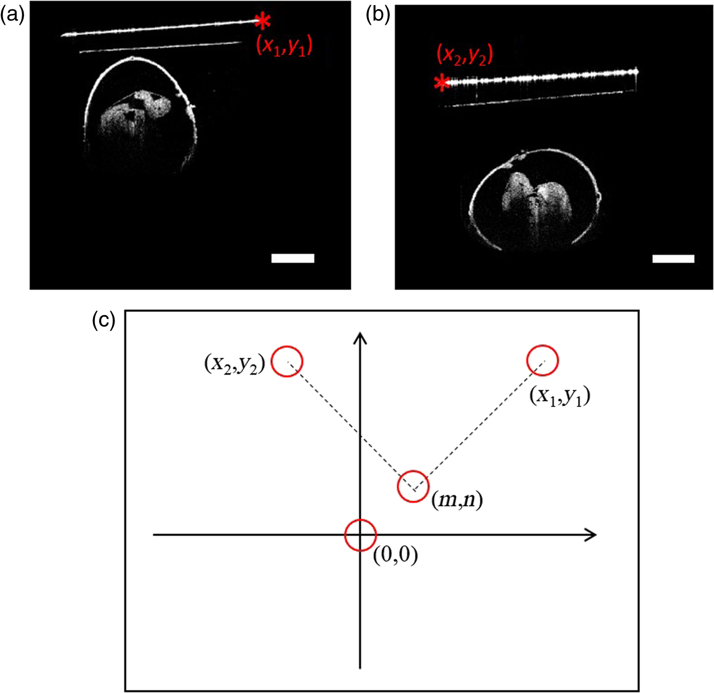 Rotational imaging optical coherence tomography for full-body mouse ...
