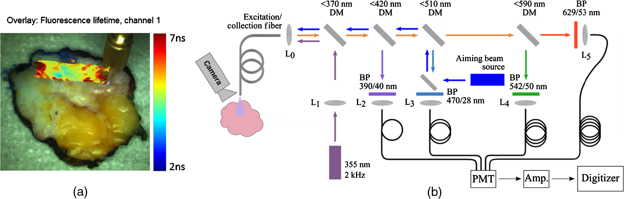 Method for accurate registration of tissue autofluorescence imaging ...