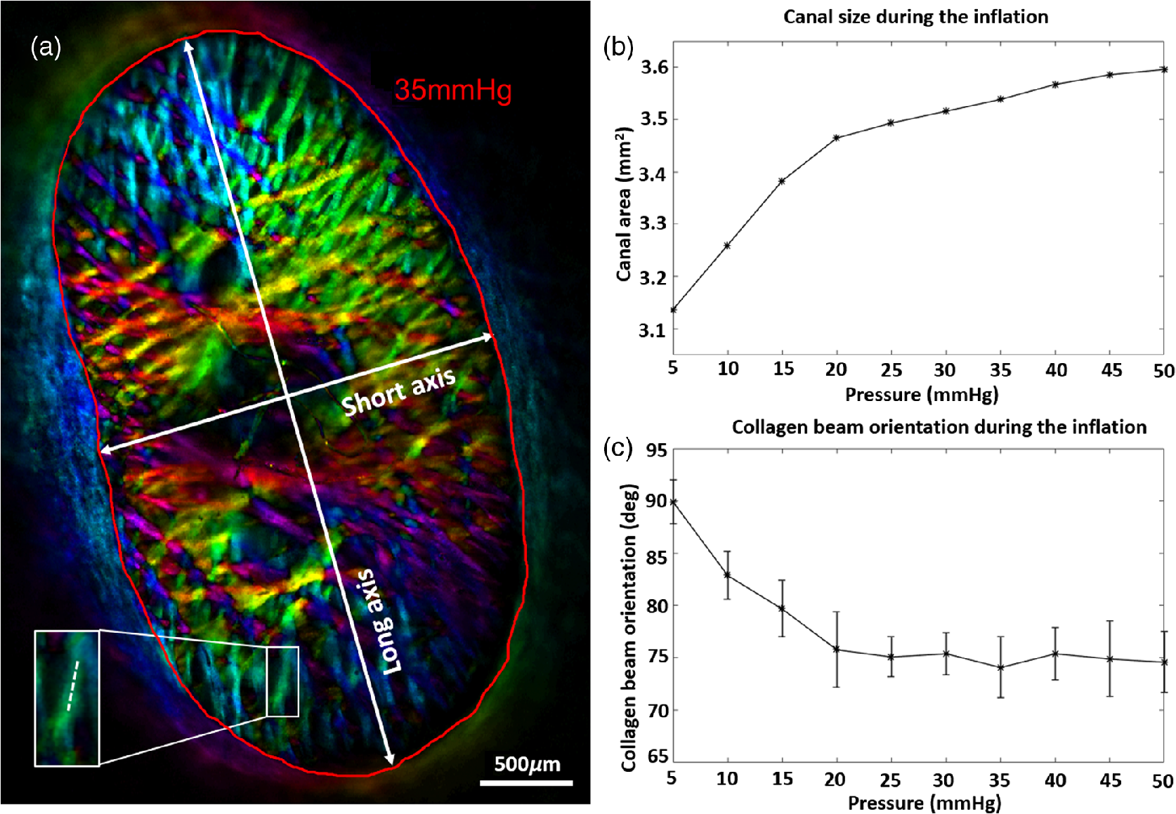 Structured polarized light microscopy for collagen fiber structure and ... Structured polarized light microscopy for collagen fiber structure and ...