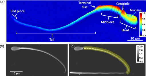 Topography and refractometry of sperm cells using spatial light ...
