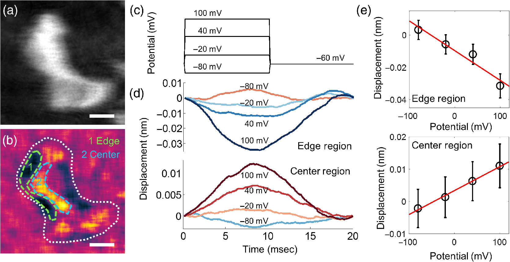 Plasmonic imaging of subcellular electromechanical deformation in ...