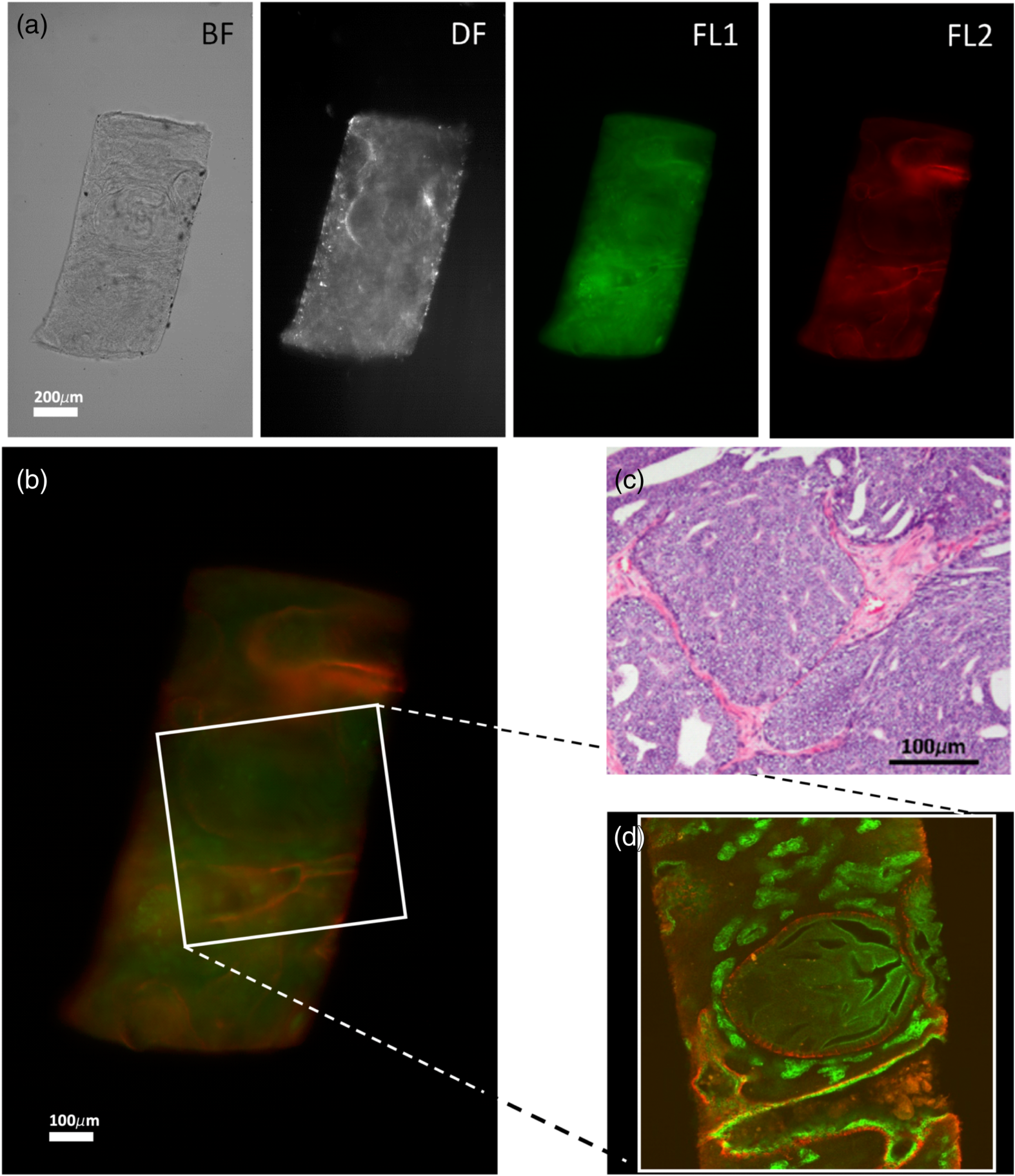Combined transmission, dark field and fluorescence microscopy for ...