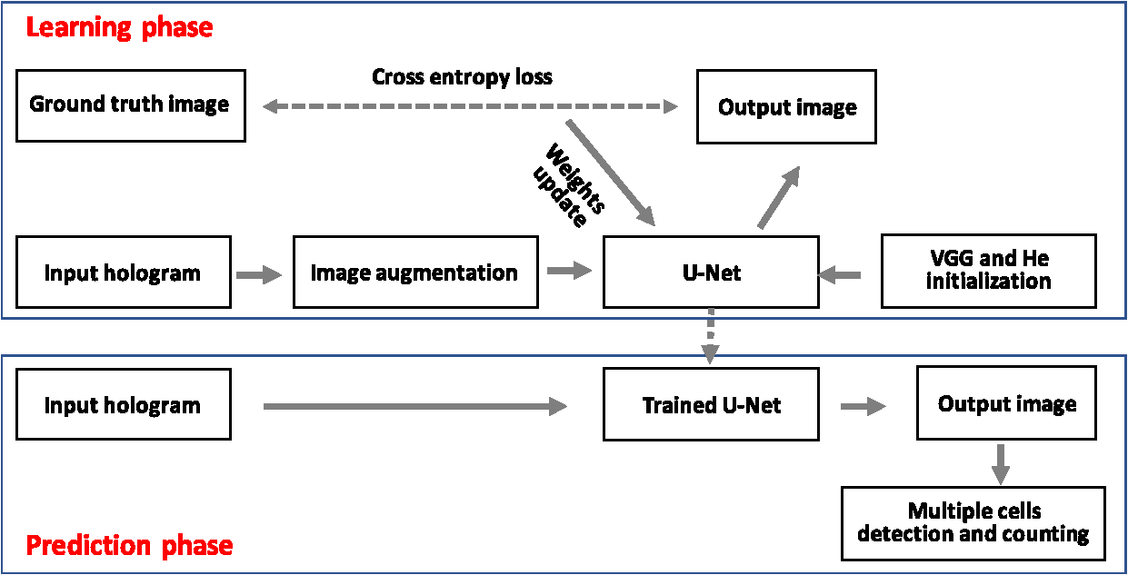 High Throughput Label Free Cell Detection And Counting From Diffraction Patterns With Deep Fully