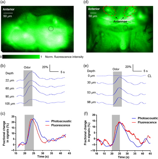 Multiscale photoacoustic tomography of neural activities with GCaMP ...