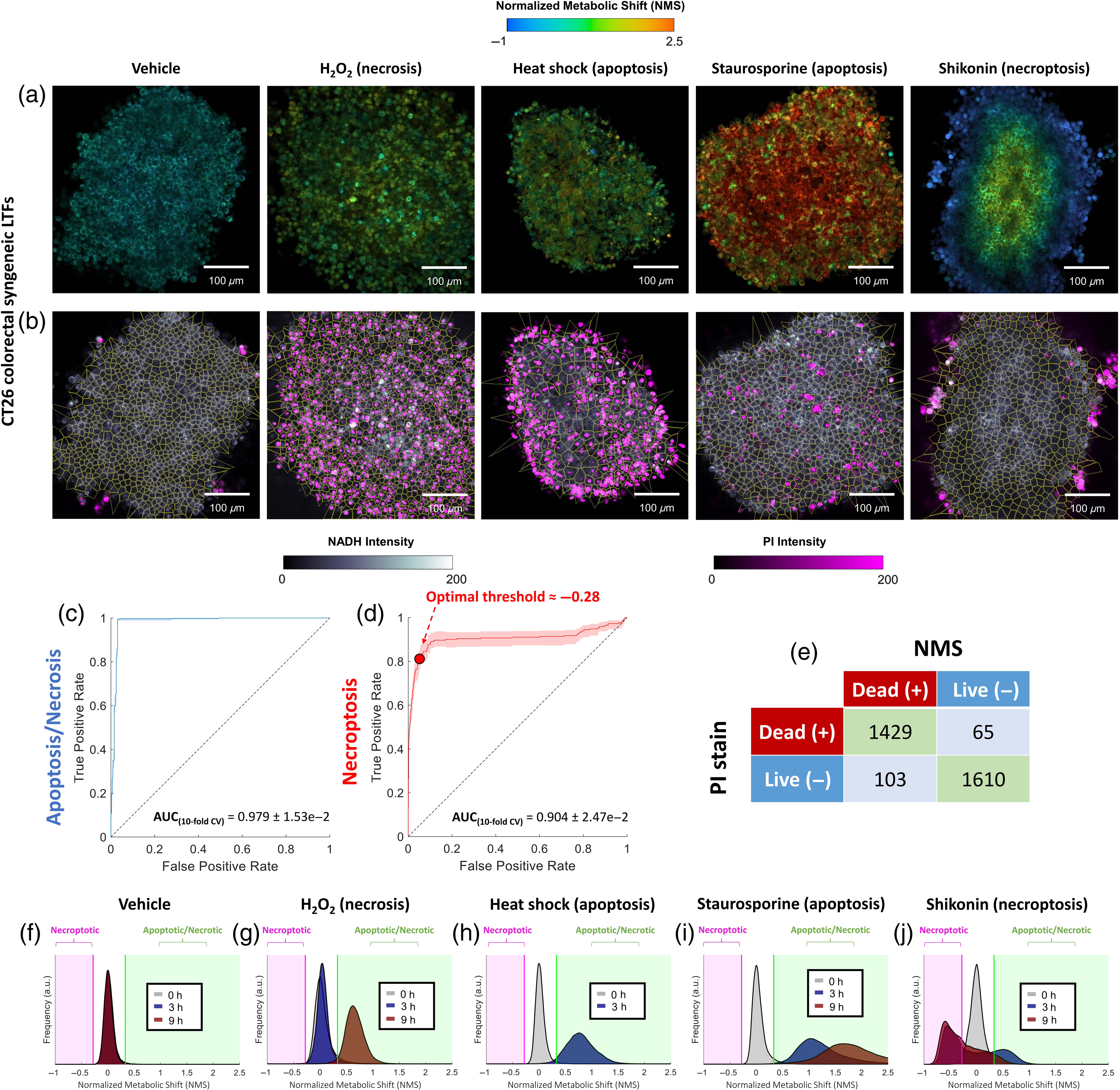 Label-free fluorescence lifetime imaging for the assessment of cell ...
