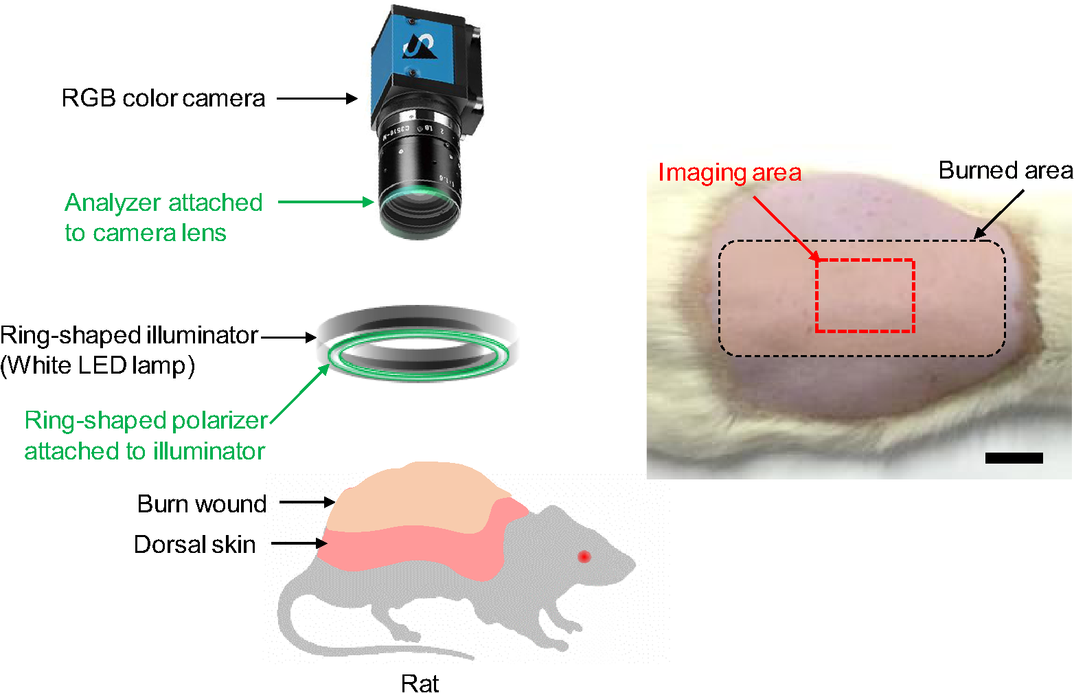 In vivo evaluation of burn severity in skin tissue of rats using ...