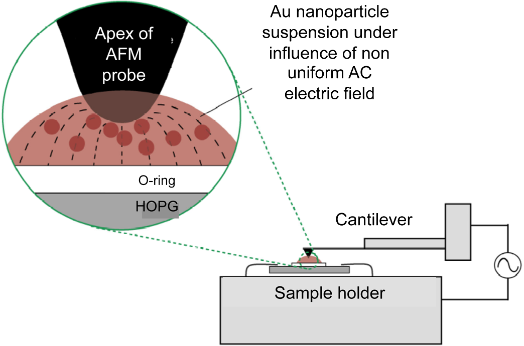 In-situ fabrication of gold nanoparticle functionalized probes for tip ...