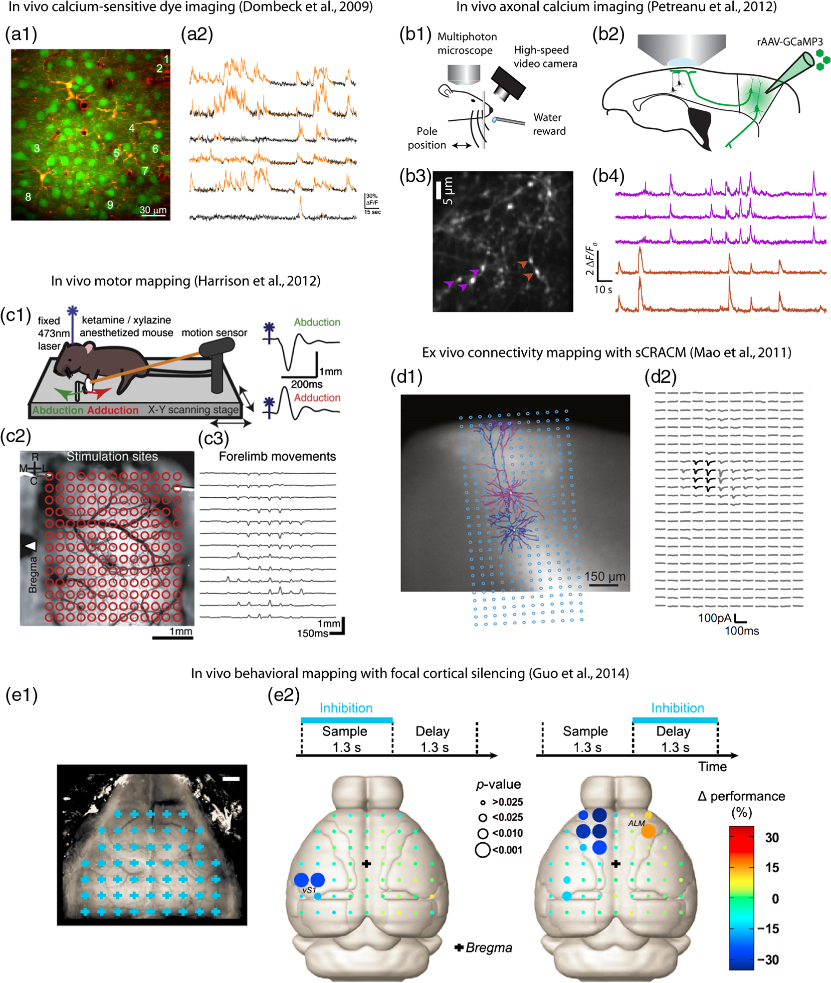 Neurophotonics applications to motor cortex research: a review
