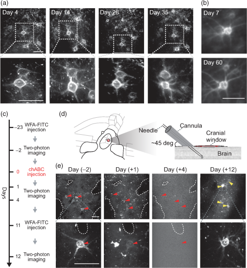 Longitudinal in vivo imaging of perineuronal nets