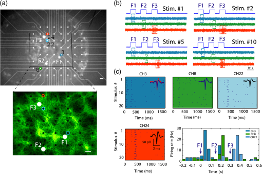Holographic fiber bundle system for patterned optogenetic activation of ...