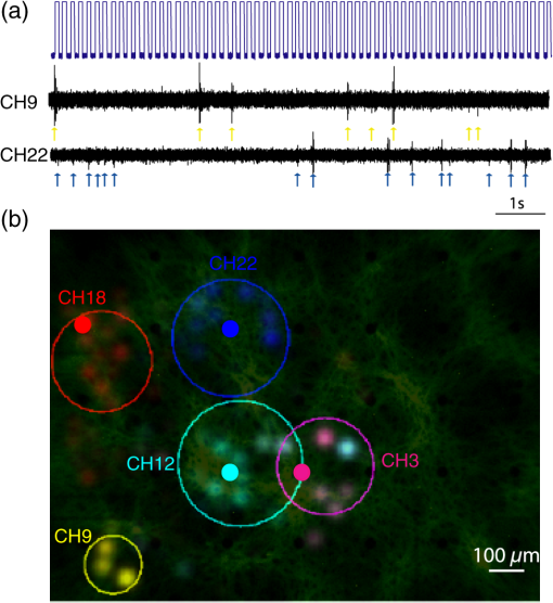 Holographic fiber bundle system for patterned optogenetic activation of ...