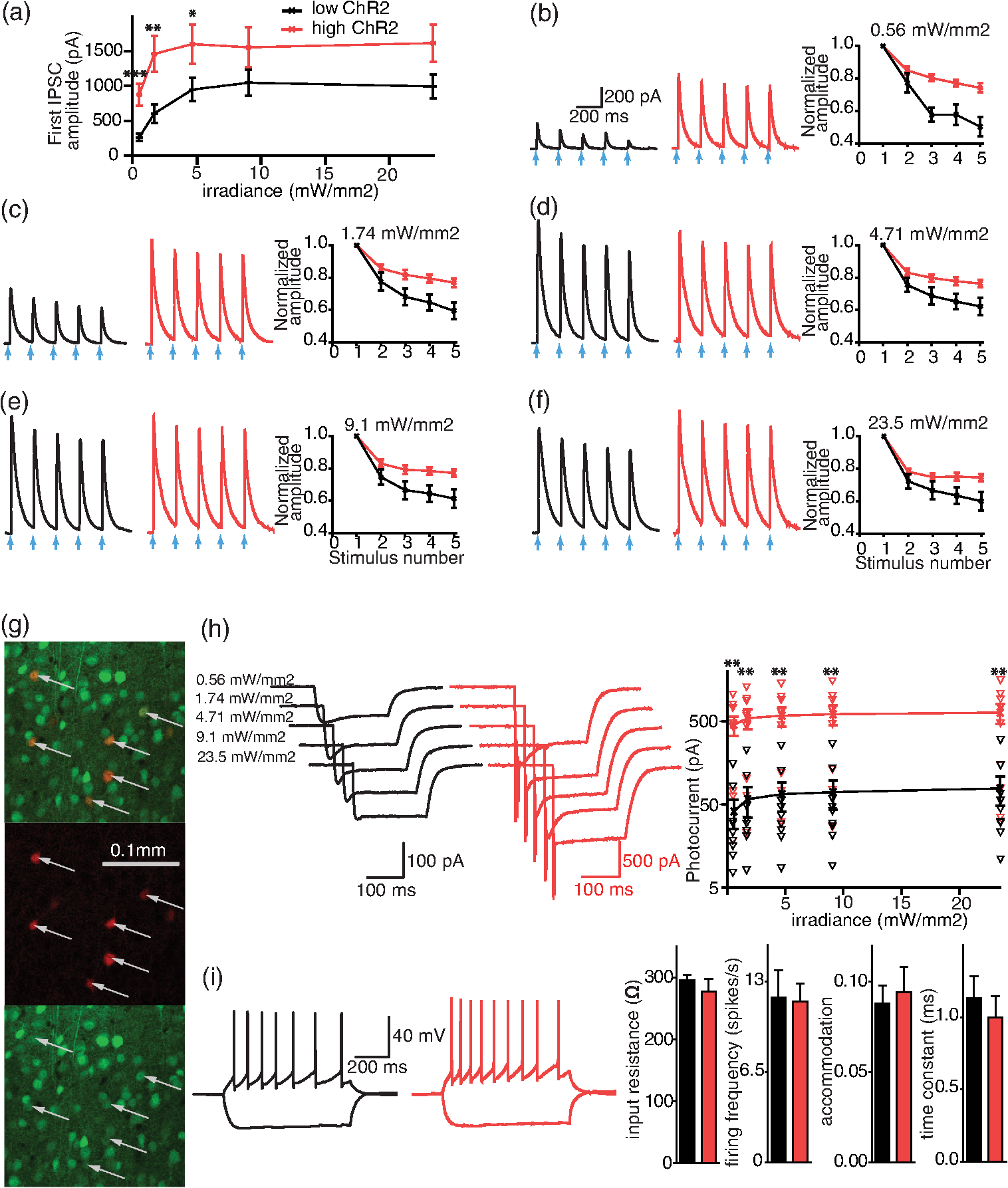 Overexpression of channelrhodopsin-2 interferes with the GABAb receptor ...