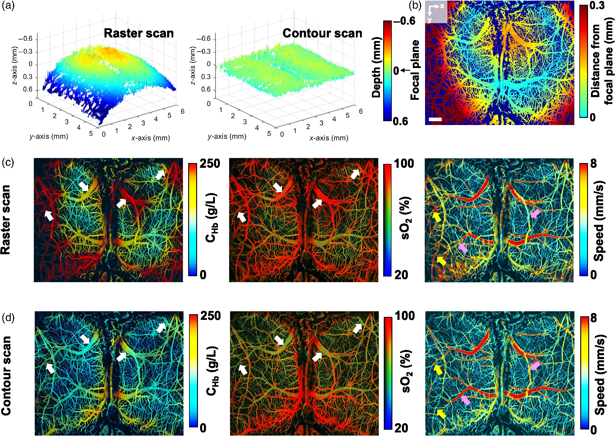 Cortex-wide multiparametric photoacoustic microscopy based on real-time ...