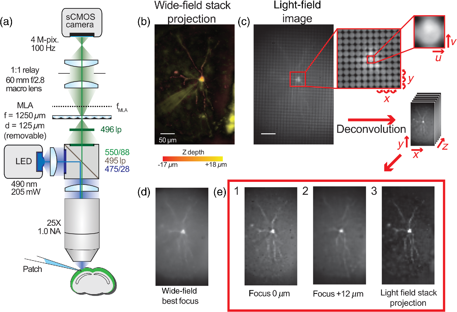 Subcellular Resolution Three Dimensional Light Field Imaging With