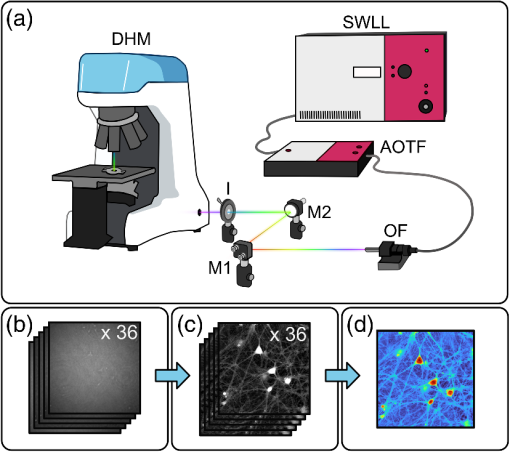 Polychromatic digital holographic microscopy: a quasicoherent-noise ...