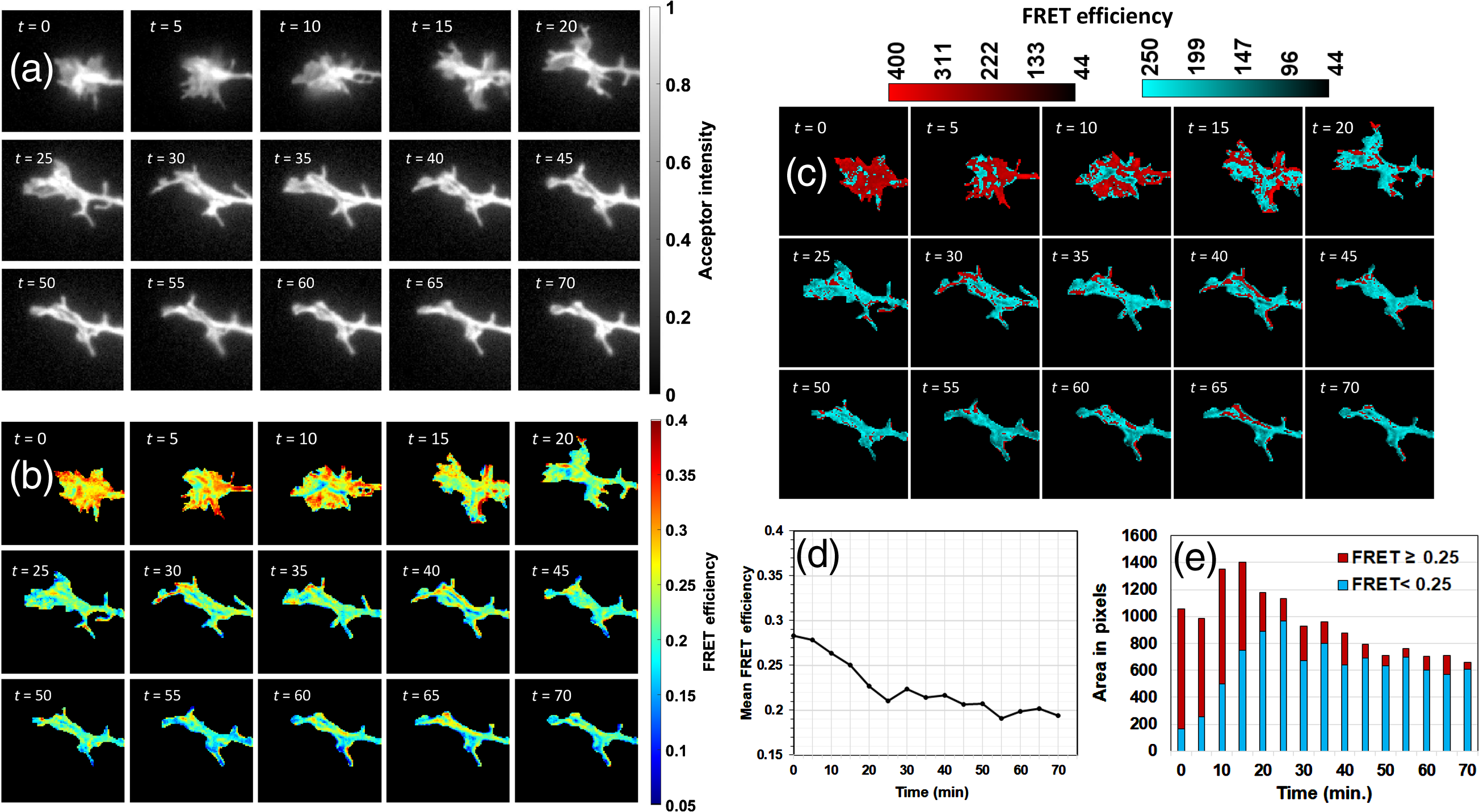 Förster resonance energy transfer efficiency of the vinculin tension ...
